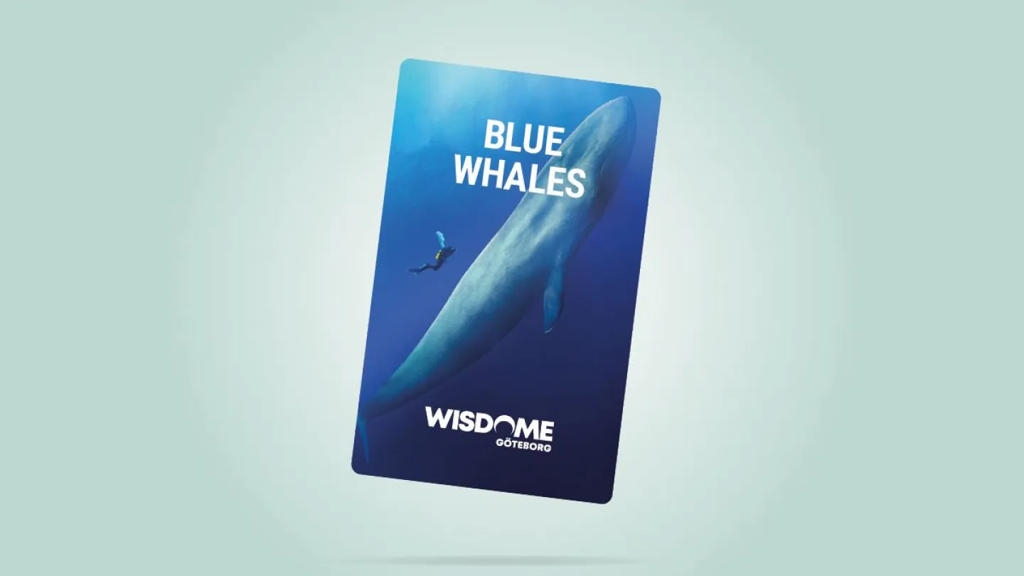 WISDOME: Blue whales 2D | Universeum